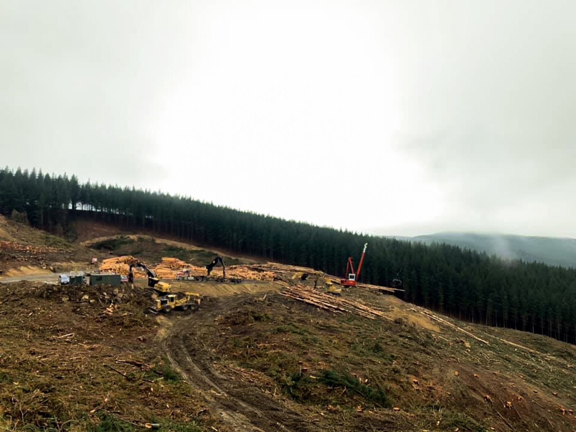 Forest Safe • Dennis Hayes Logging
