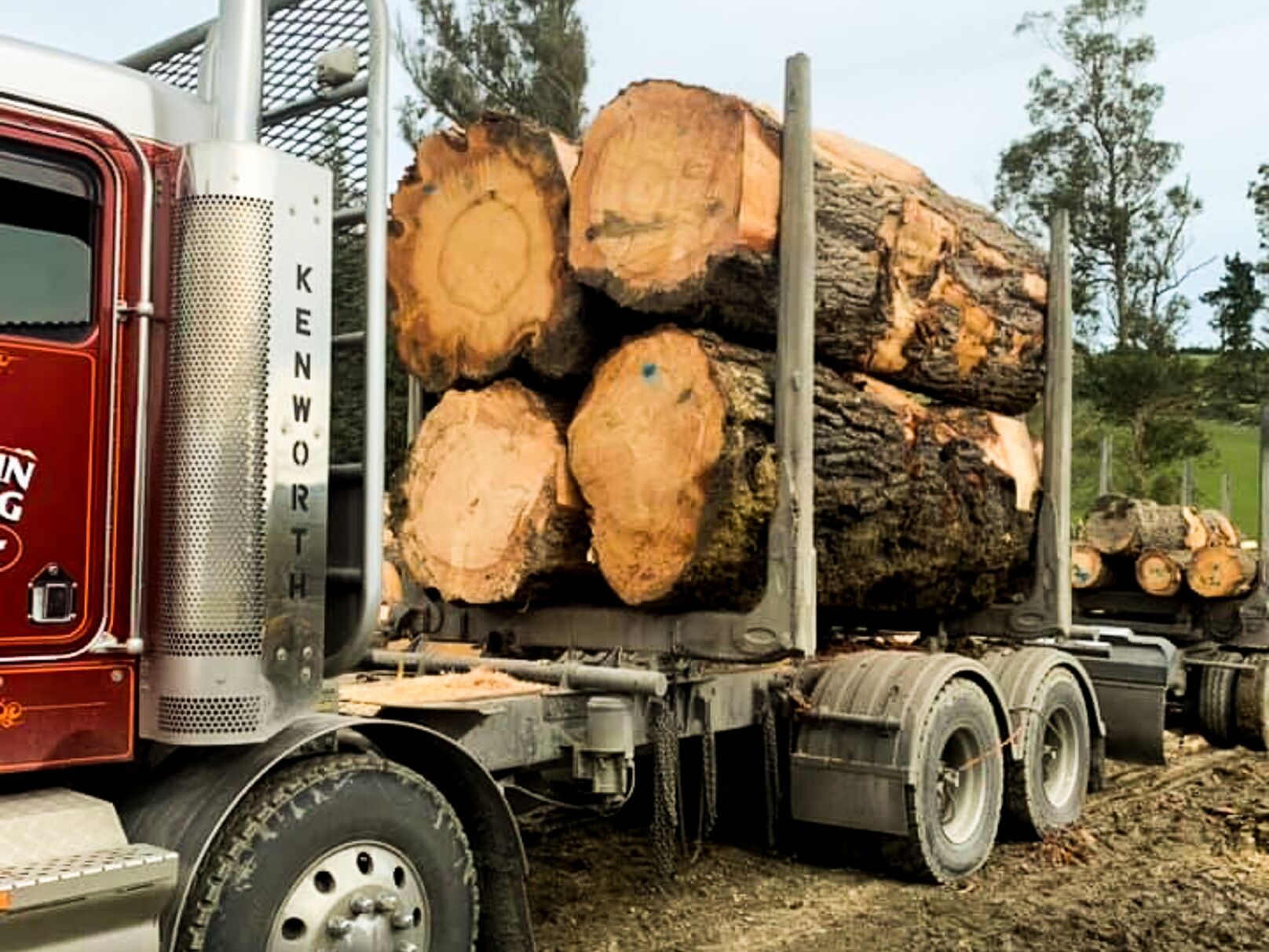 Forest Safe • Dennis Hayes Logging