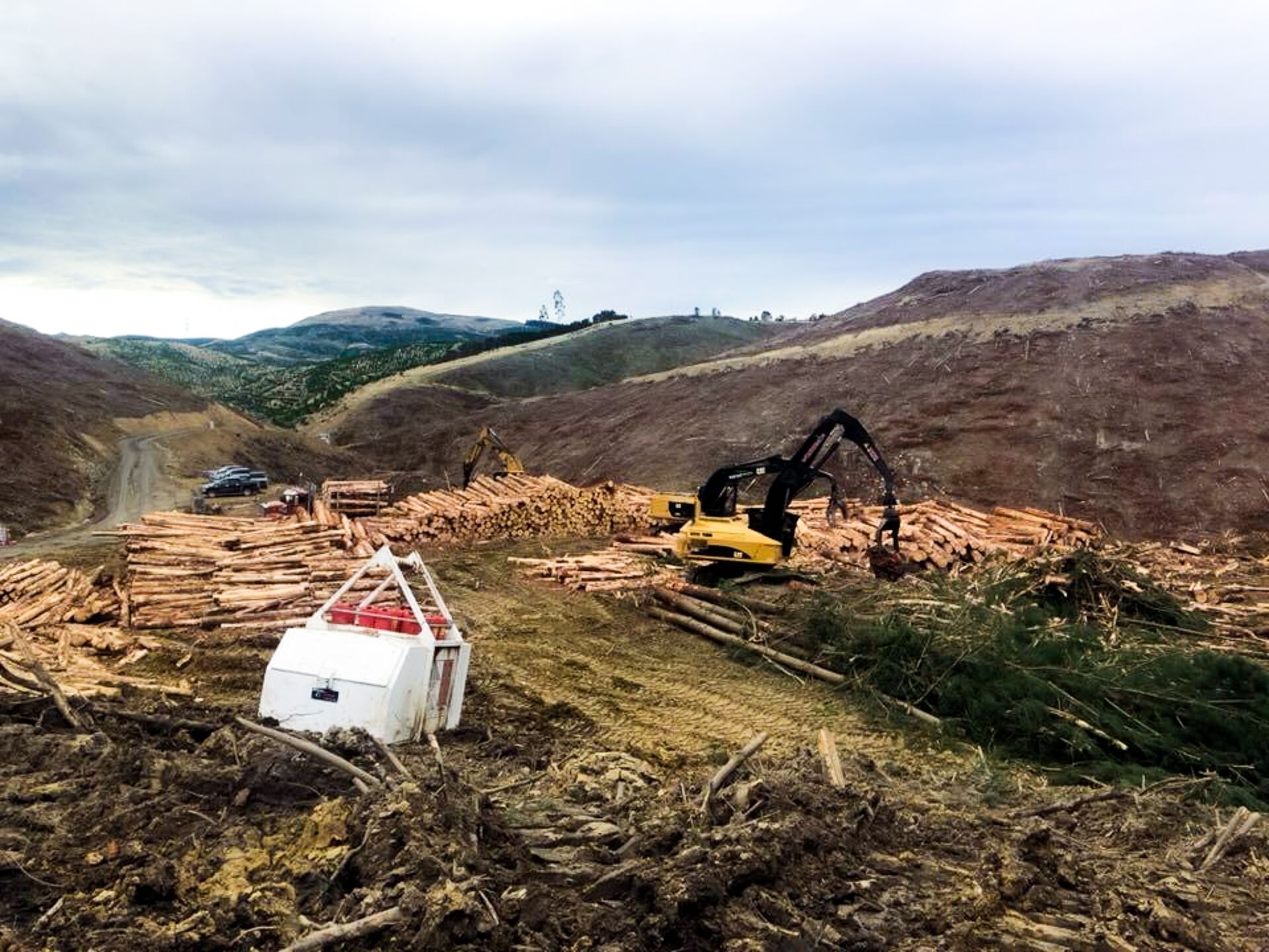 Forest Safe • Dennis Hayes Logging