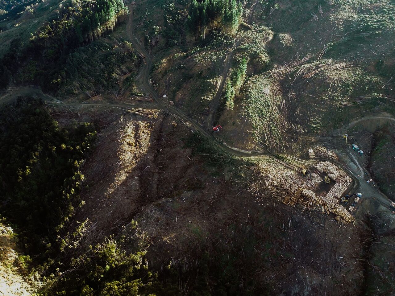 Forest Safe • Dennis Hayes Logging