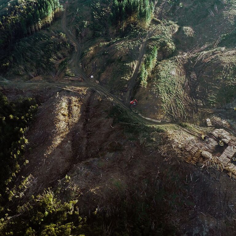 Forest Safe • Homepage